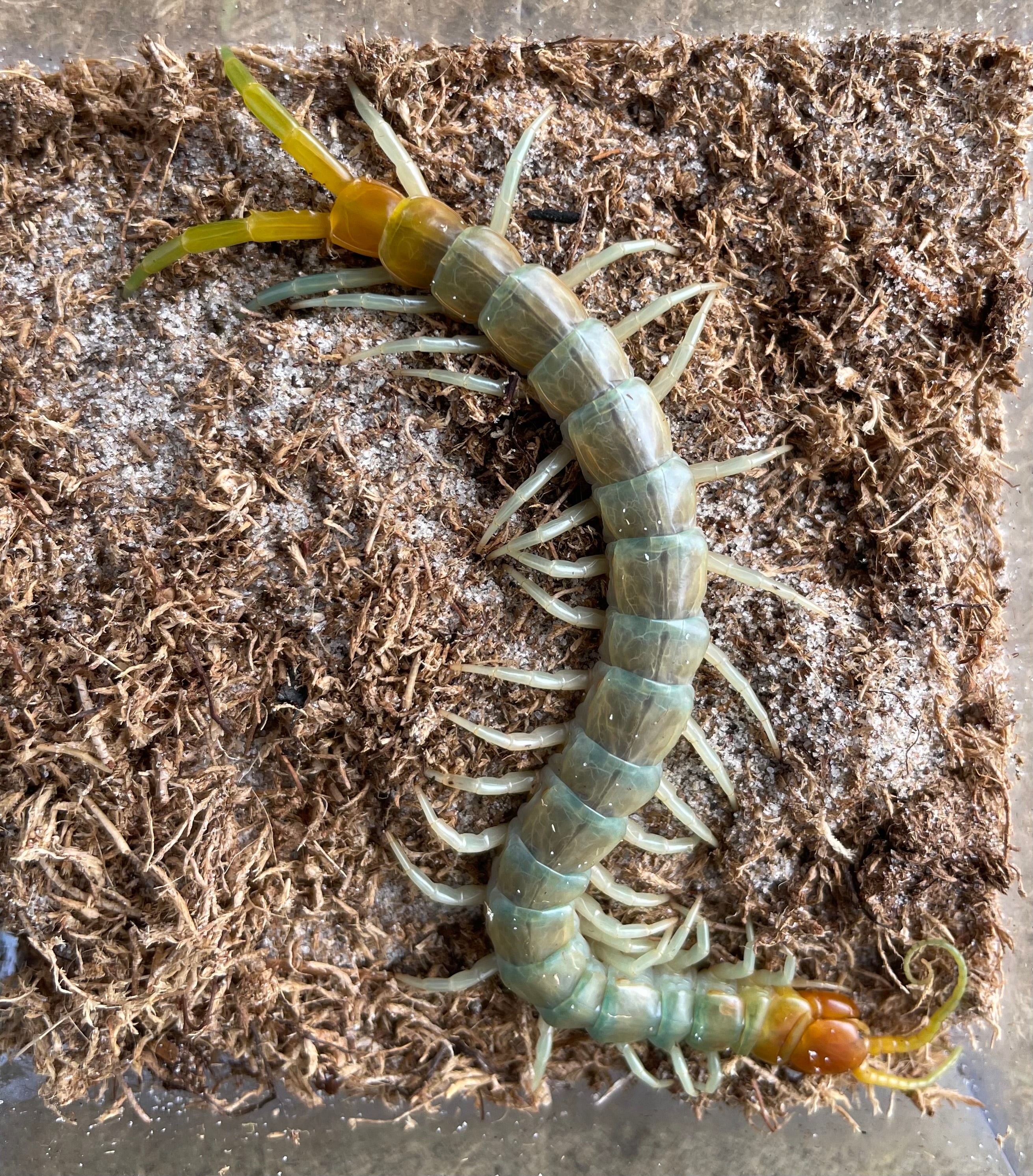 Scolopendra Aztecorum “Central Ghost” – Bug Biologicals