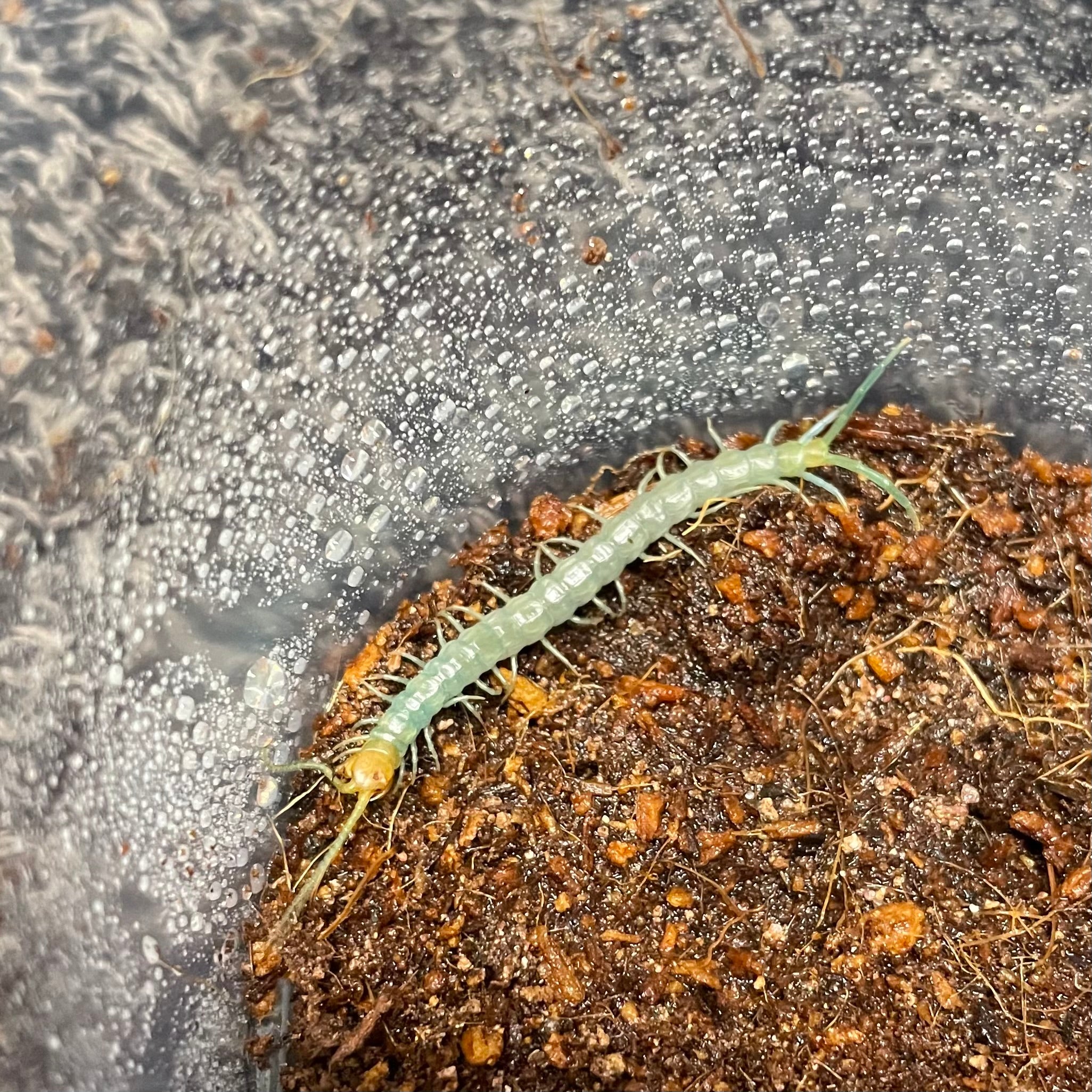 Scolopendra Aztecorum “Central Ghost” – Bug Biologicals
