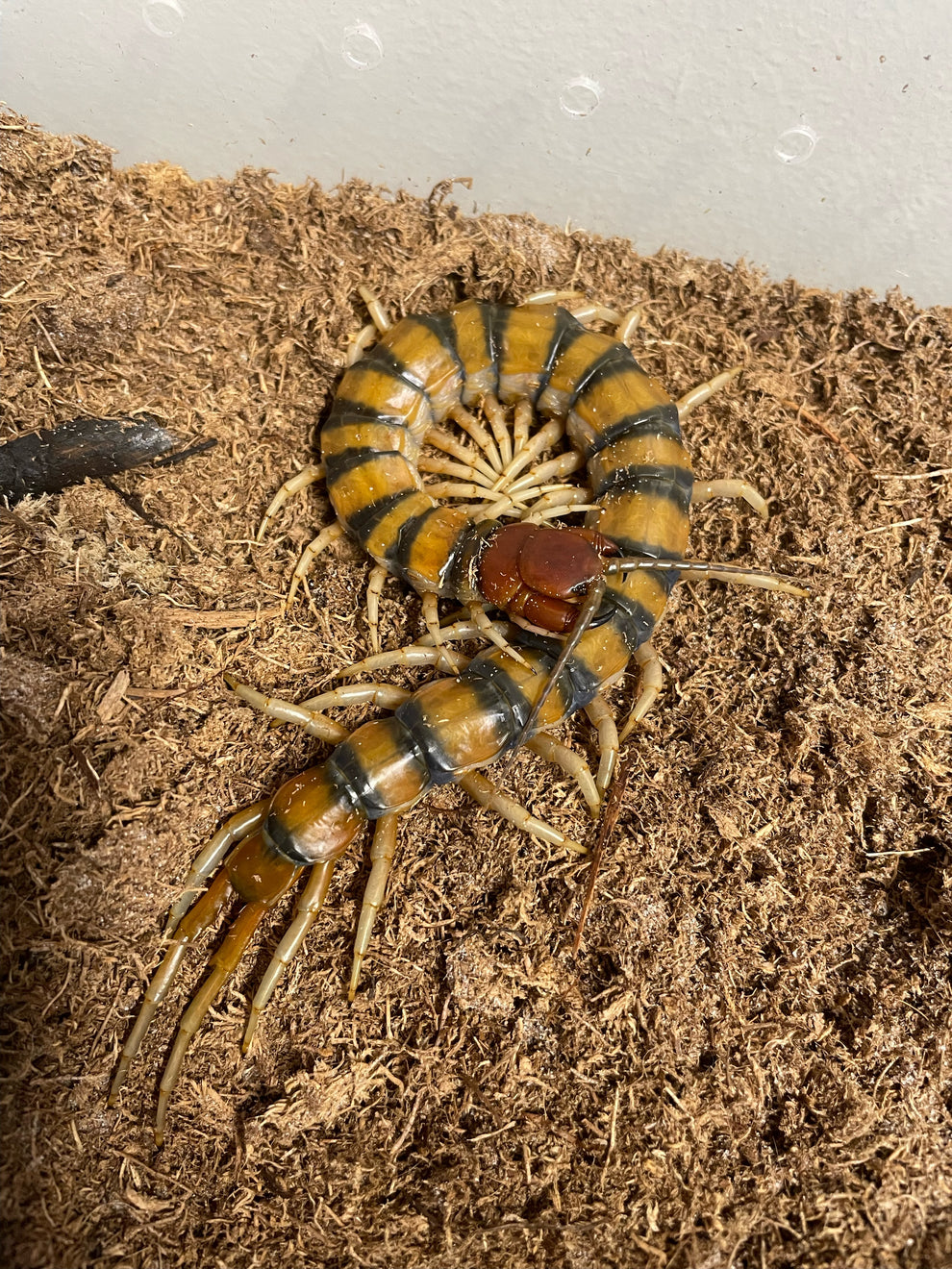 Scolopendra Sp. Malaysian Tiger – Bug Biologicals