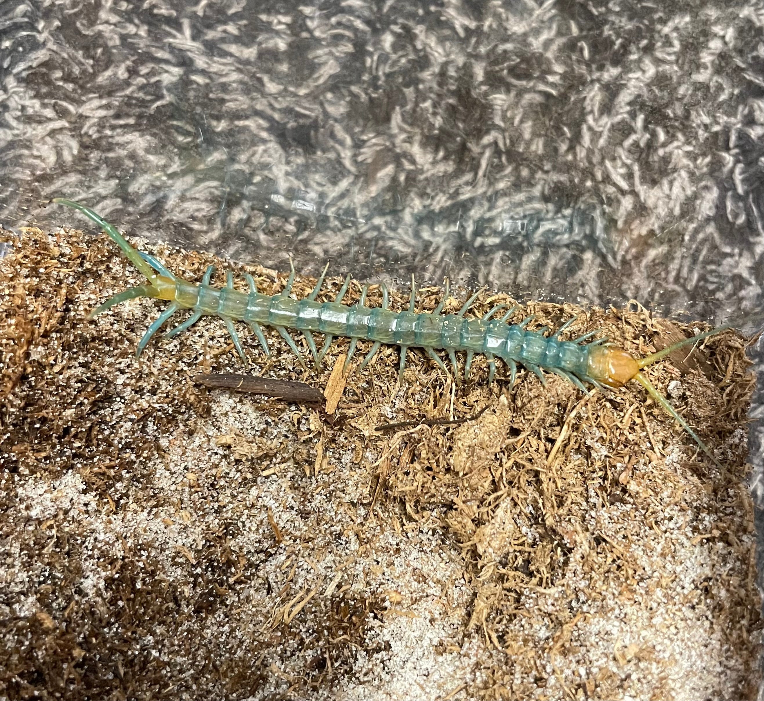 Scolopendra Aztecorum “Central Ghost” – Bug Biologicals