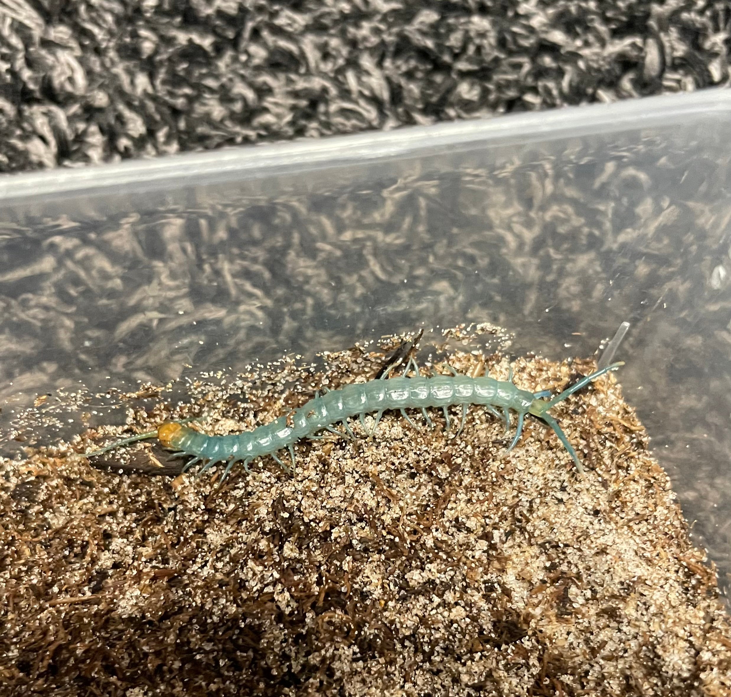 Scolopendra Aztecorum “Northern Ghost” – Bug Biologicals