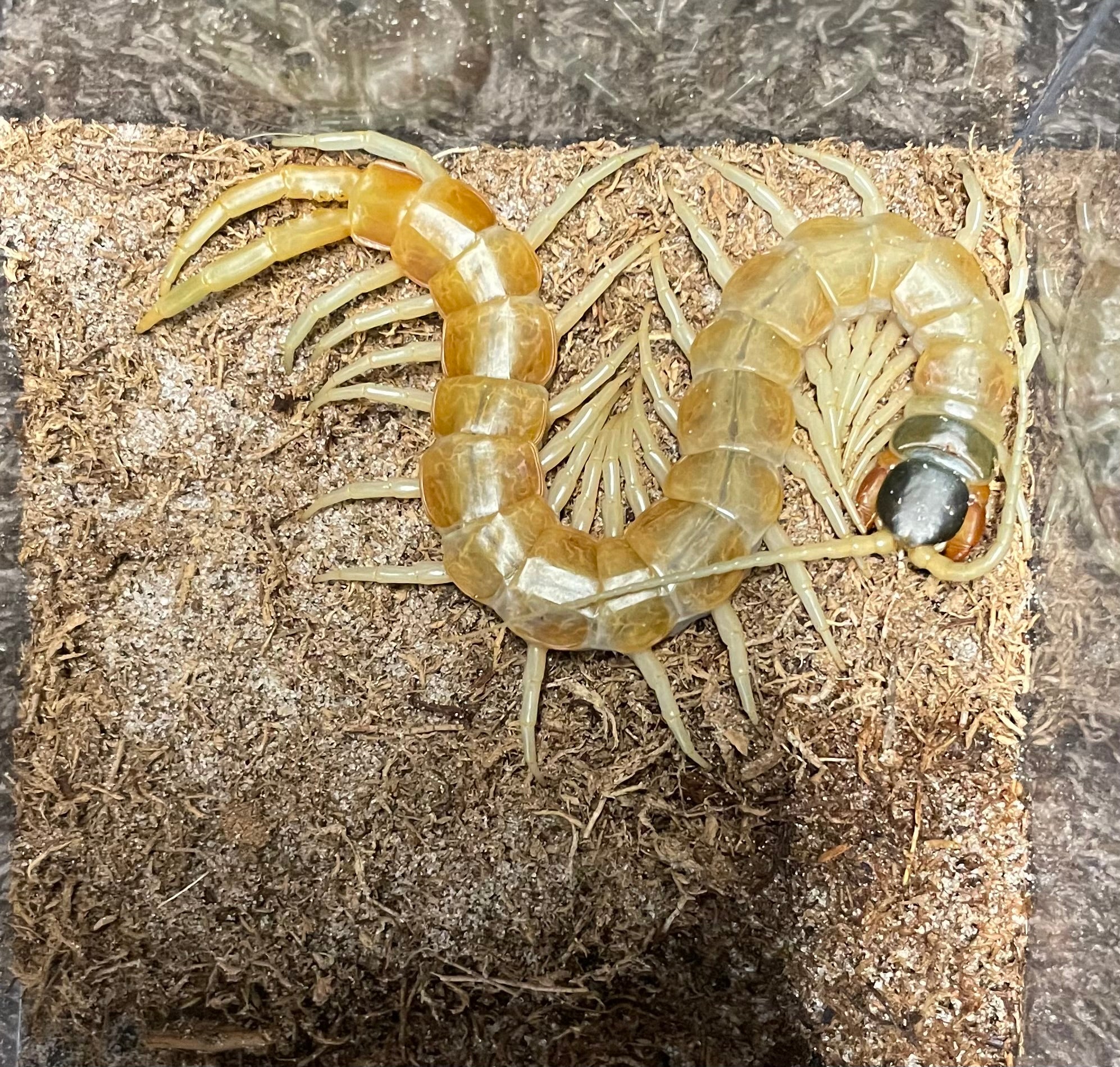 Scolopendra Aztecorum simplified care sheet – Bug Biologicals